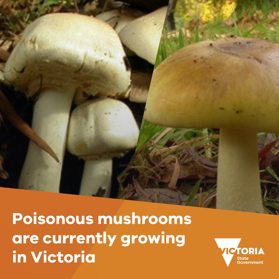 Brown Poisonous Mushrooms