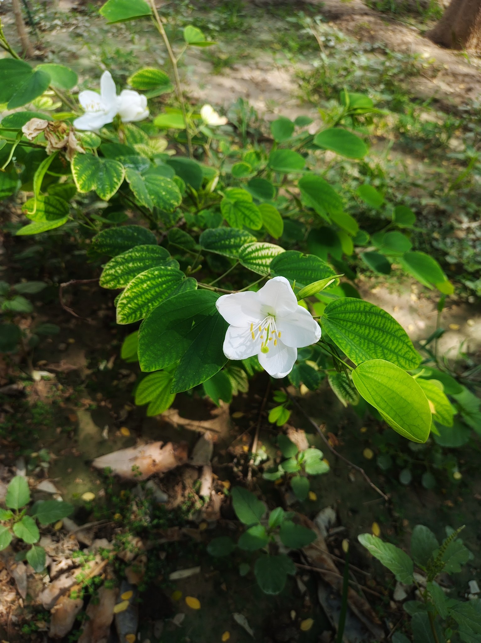 Bauhinia Tree Acuminata