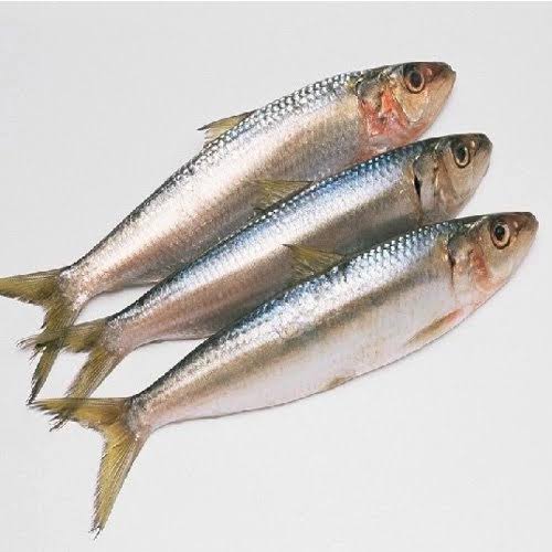 Indian Sardines Fish
