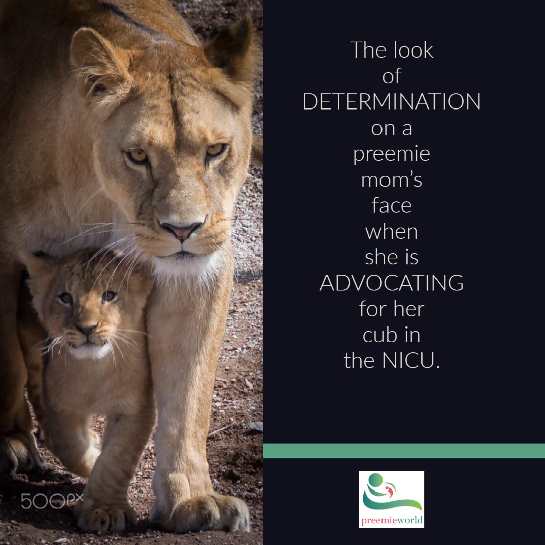 Lioness Memes 27 Hours Of Labor Was Worth It”: 30 Memes New Parents