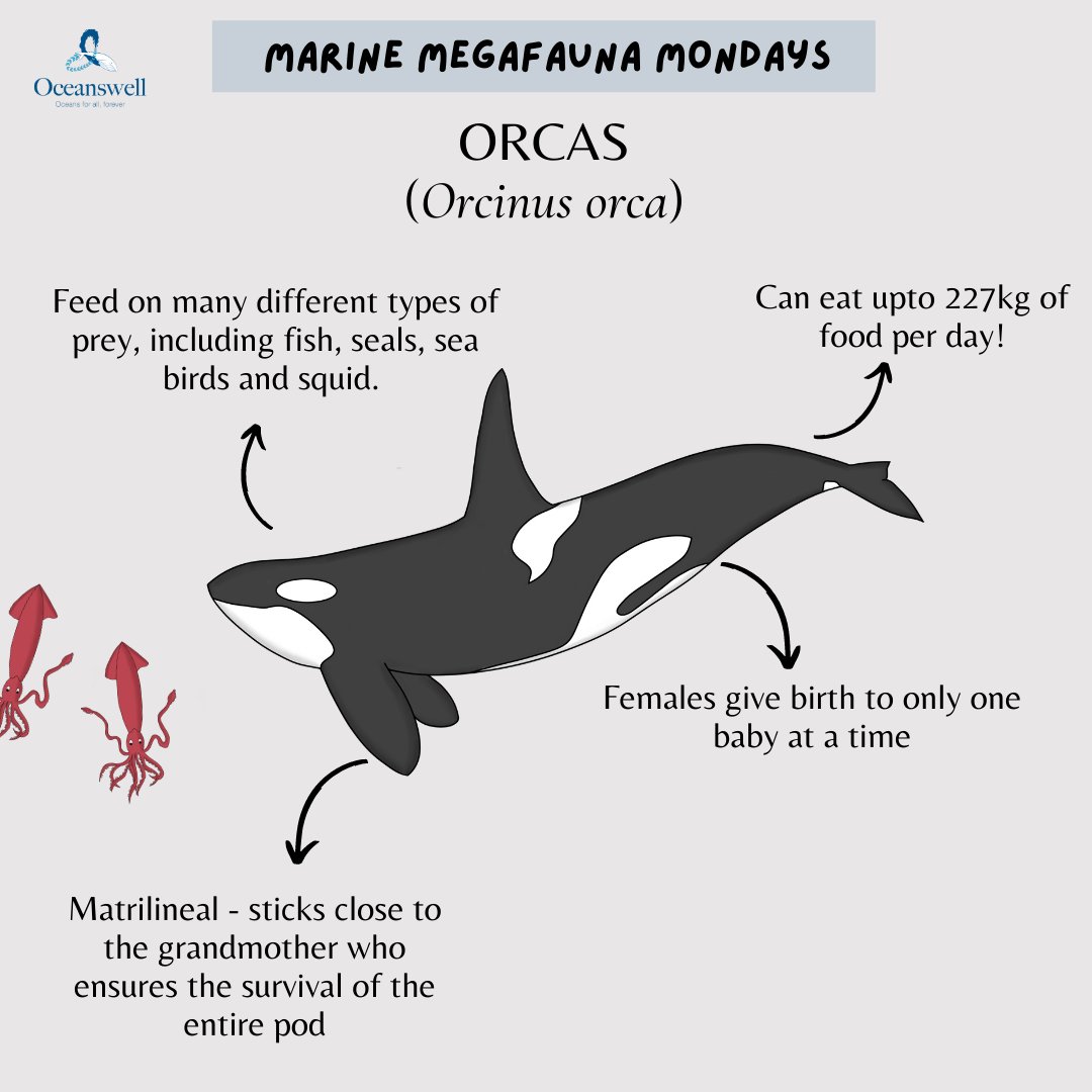 Why Do They Call Killer Whales Orcas