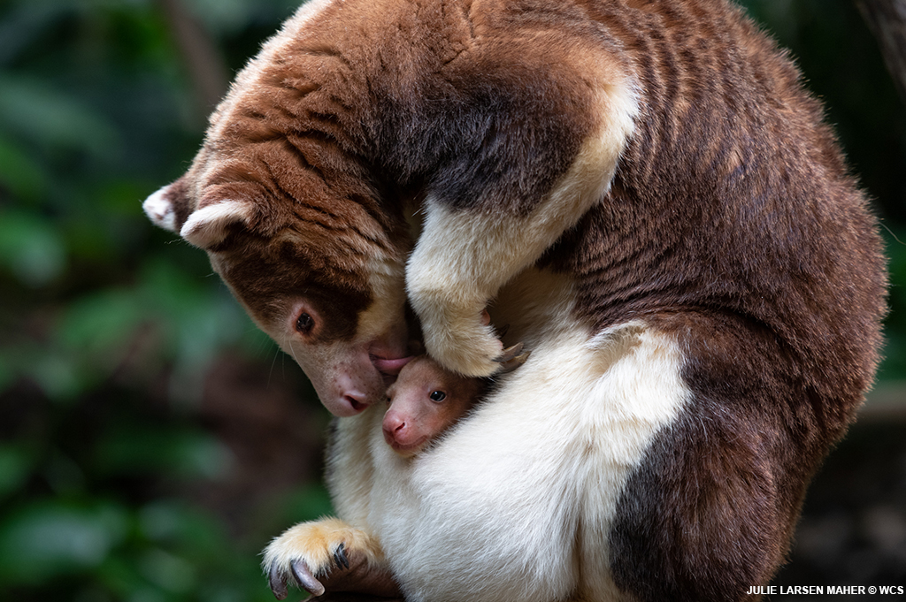 Tree Kangaroo Joey In Pouch