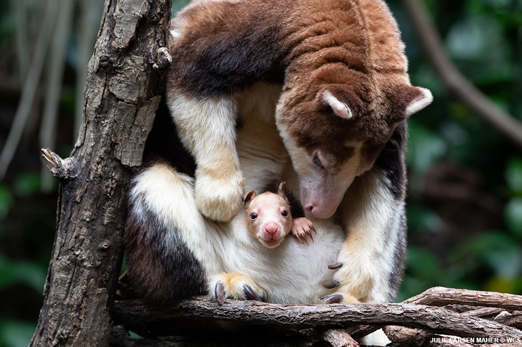 Matschies Tree Kangaroo Joey