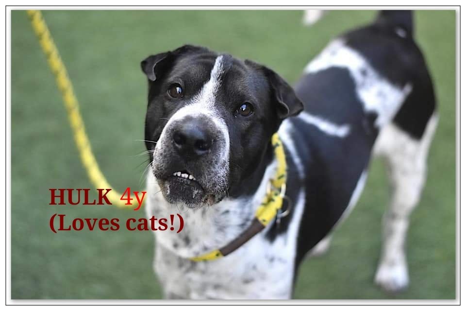 What Is Hulk The Dog Mixed With