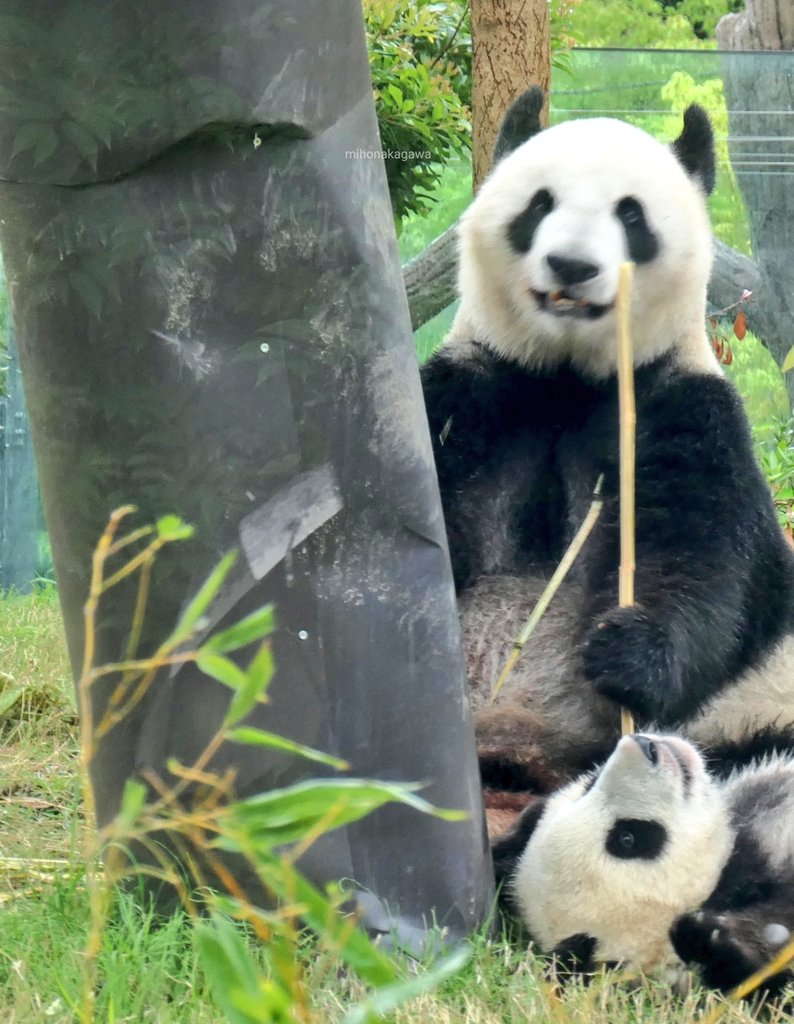 中川美帆 Miho Nakagawa on Twitter: "木に巻かれたカバーに足形 https://t.co/6LvaT1Jule" / Twitter