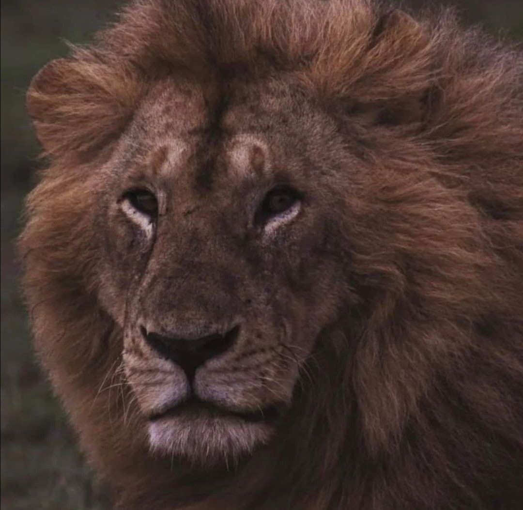 Lion Tumblr Head