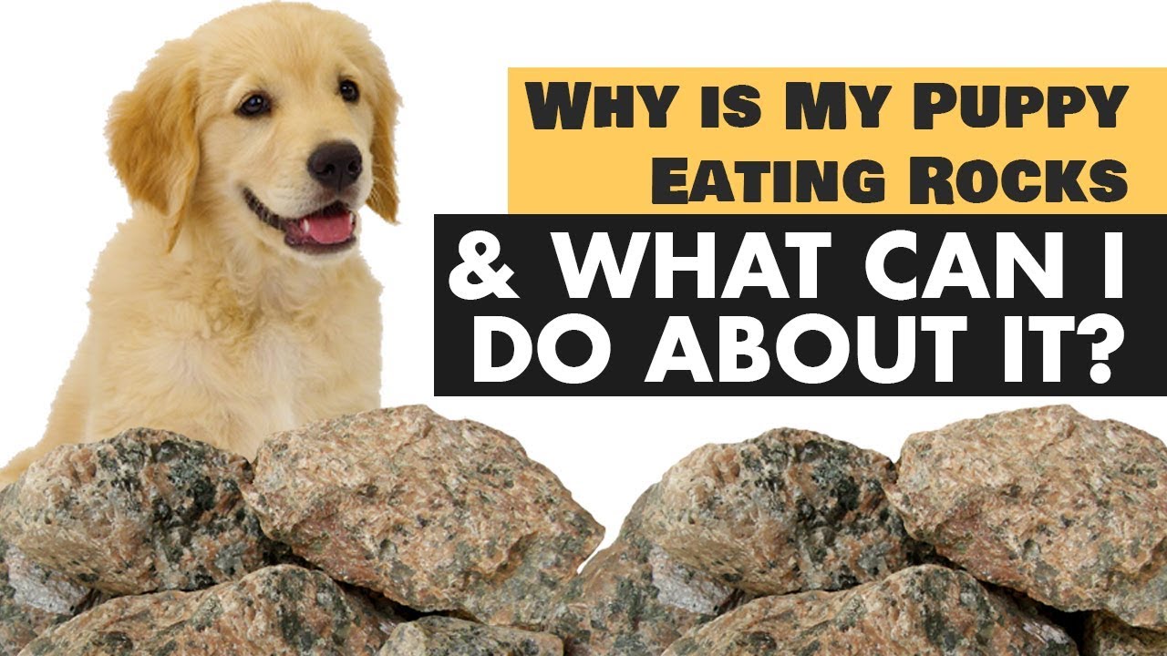 What Happens If A Dog Eats Rocks