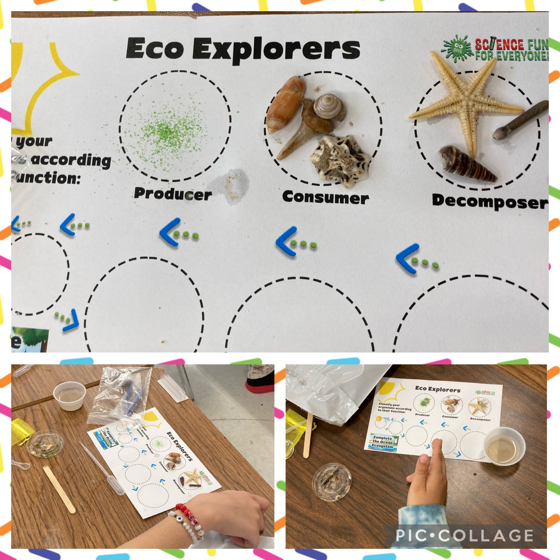 Ocean Ecosystem Producers Consumers Decomposers