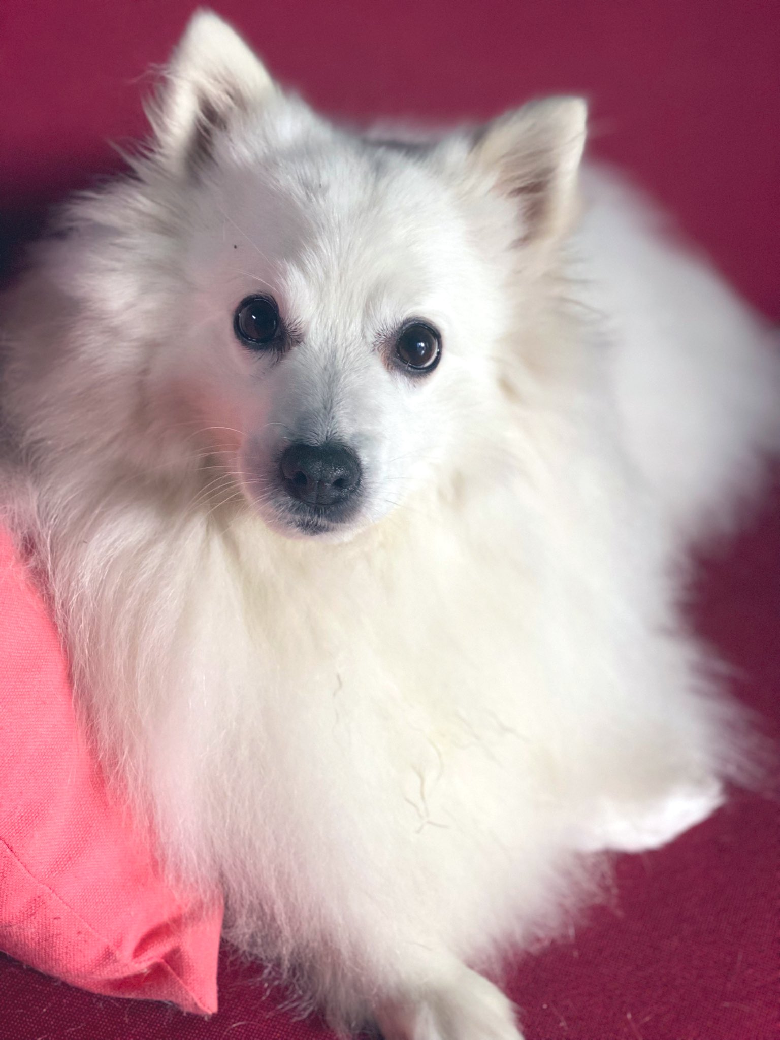 蓮舫💙💛RENHO🇯🇵 on Twitter: "おはよう😃！！ 今朝のうるるるるるる♫。 https://t.co/gJQhLBrnA7" / Twitter