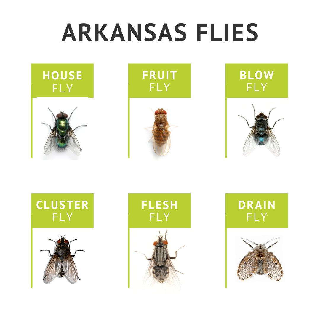 Types Of House Flies