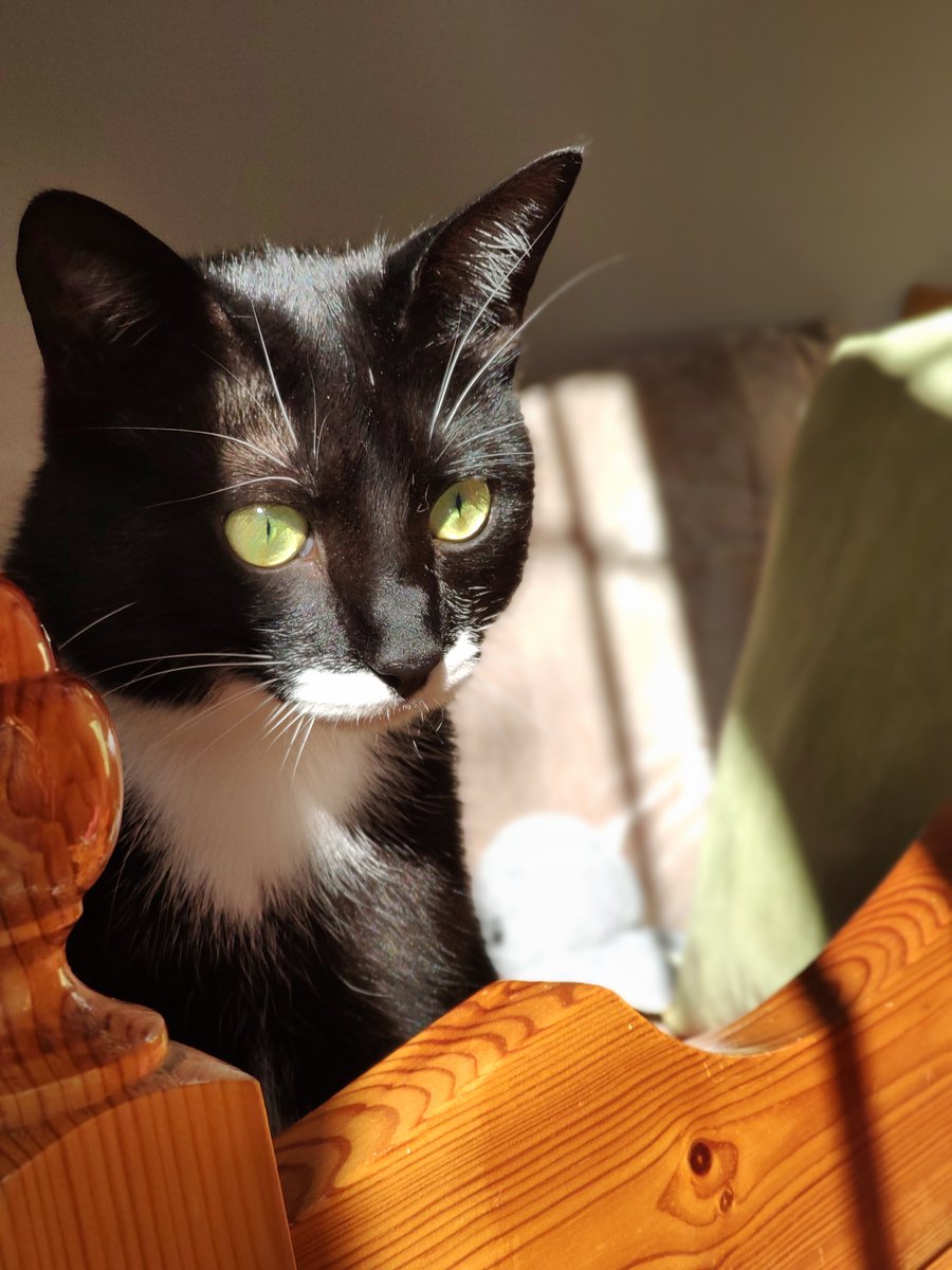 Eva_Mli on Twitter: "Do you have pets? https://t.co/tHTYgB6EVm" / Twitter