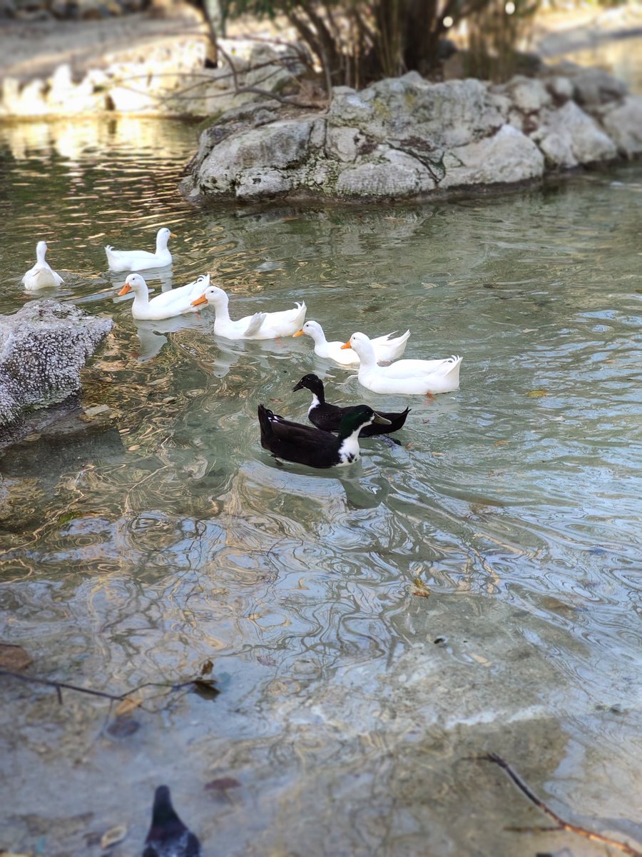 TW Pornstars - Eva_Mli. Twitter. Let's go for a duck ride. 6:00 PM - 15 ...