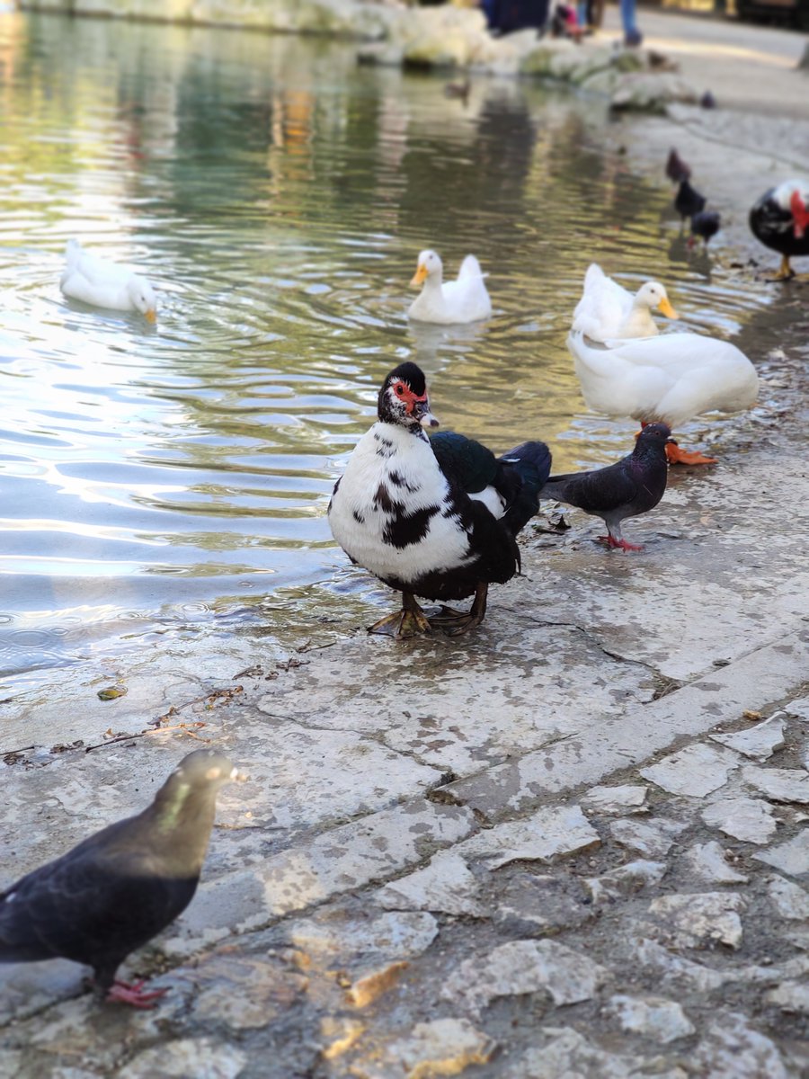 Eva_Mli on Twitter: "Duck party https://t.co/hkj6YiOI0o" / Twitter