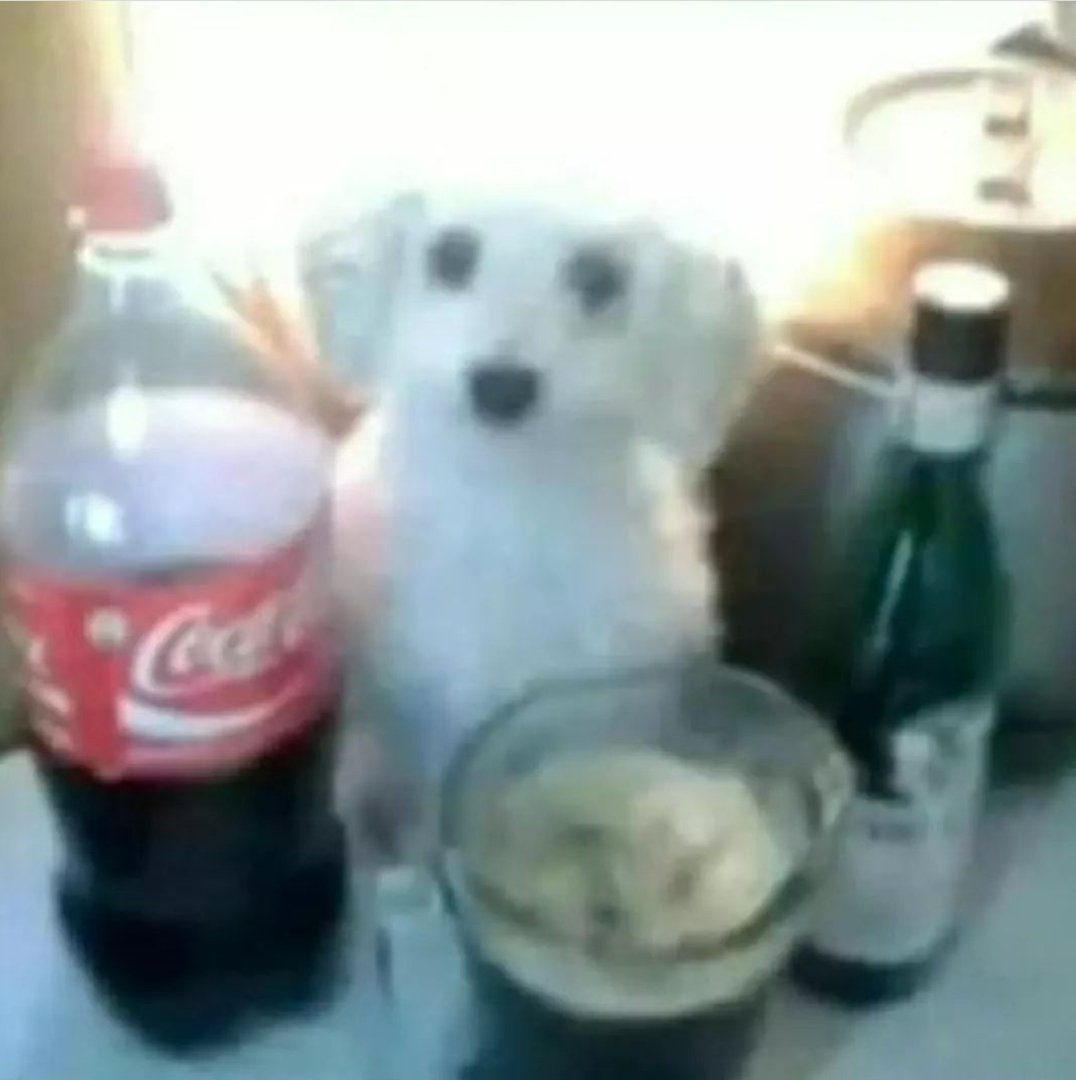 Que Pasa Si Los Perros Beben Coca Cola