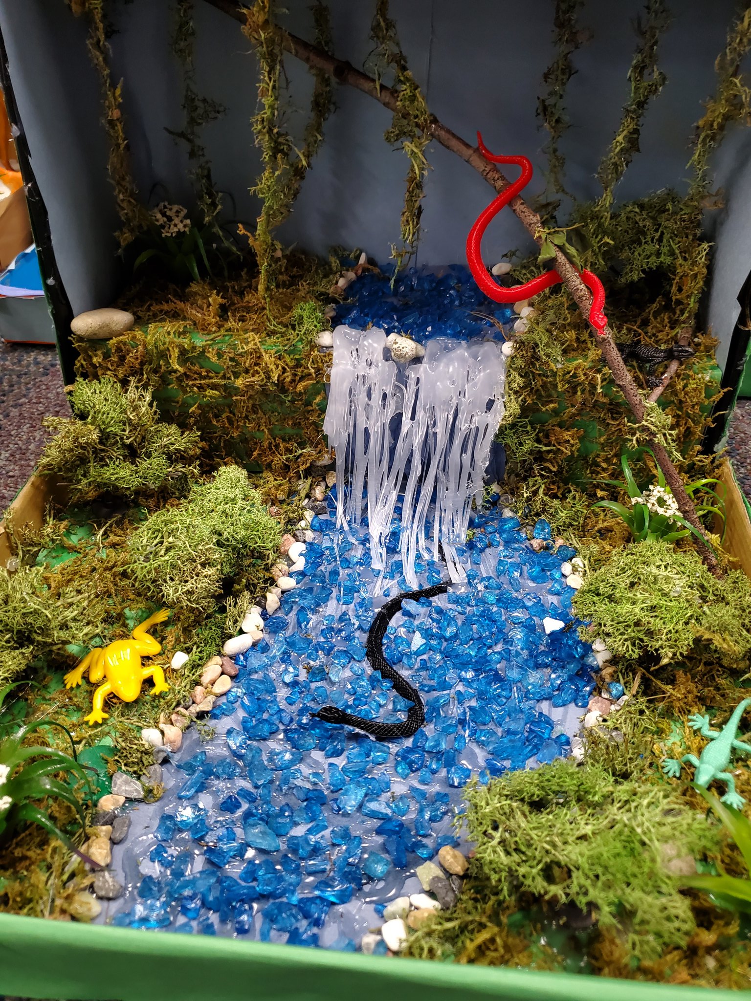 Tropical Rainforest Biome Project