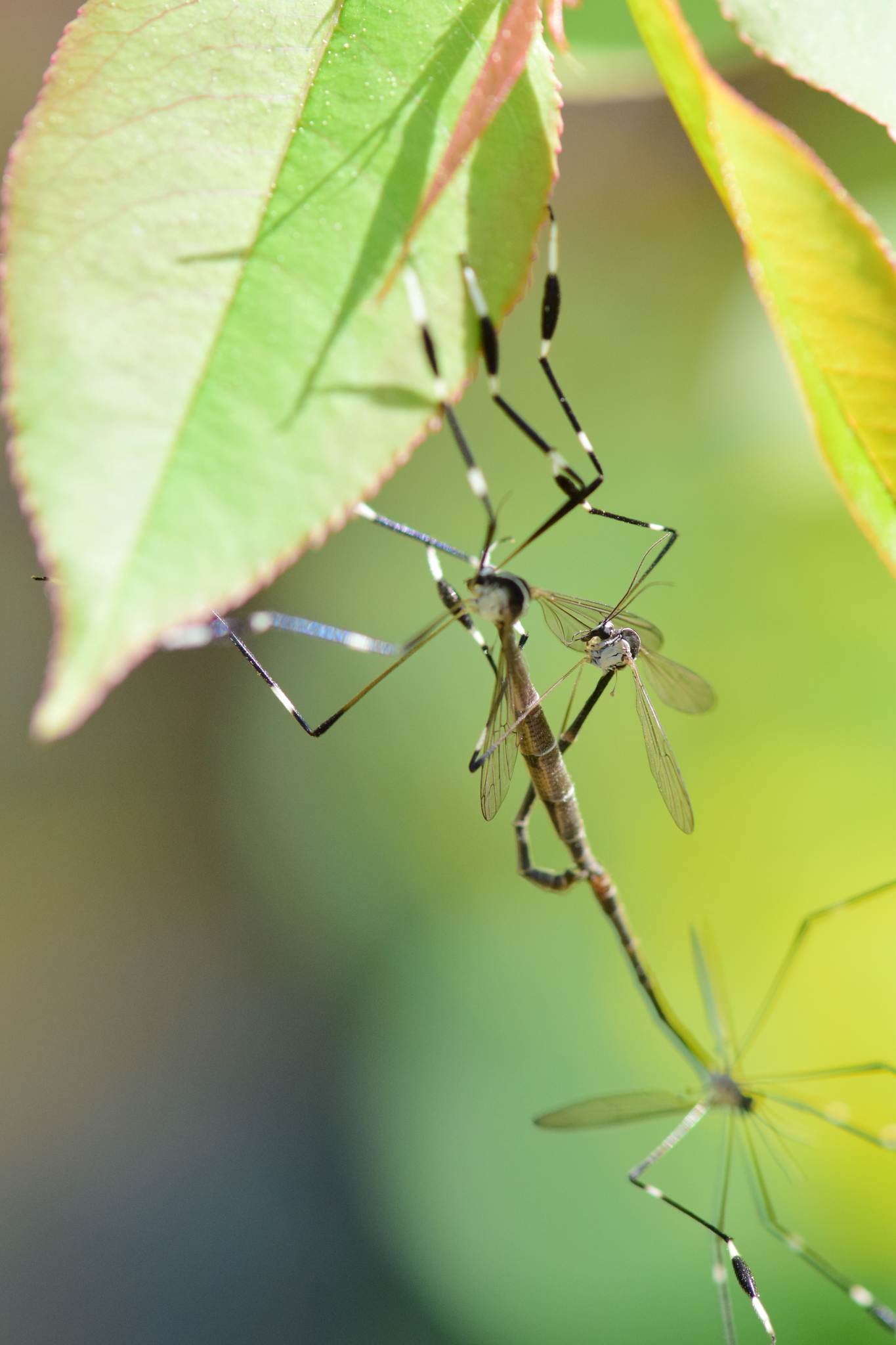 Phantom Crane Fly Eastern Phantom Crane Fly Bittacomorpha Clavipes