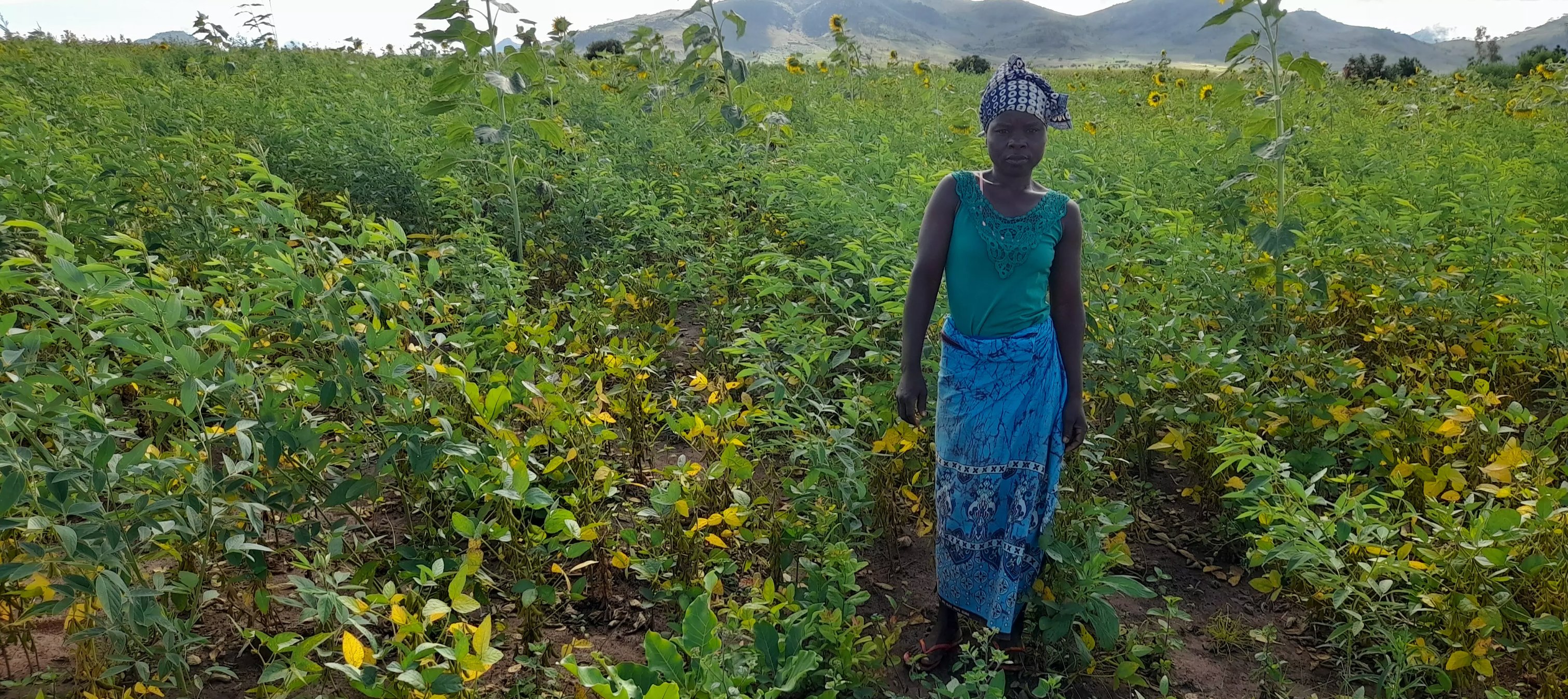 David Hughes on Twitter: "We have a @plantvillage Dream Team set up in Mozambique. Here are some ...