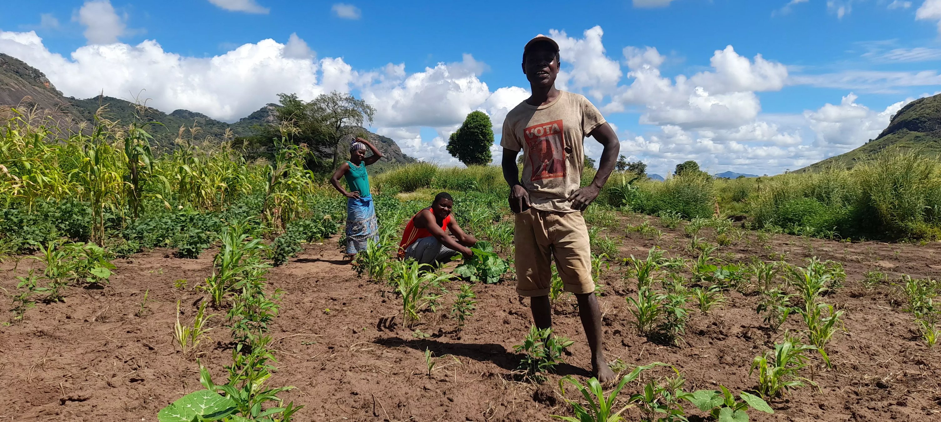 David Hughes on Twitter: "We have a @plantvillage Dream Team set up in Mozambique. Here are some ...