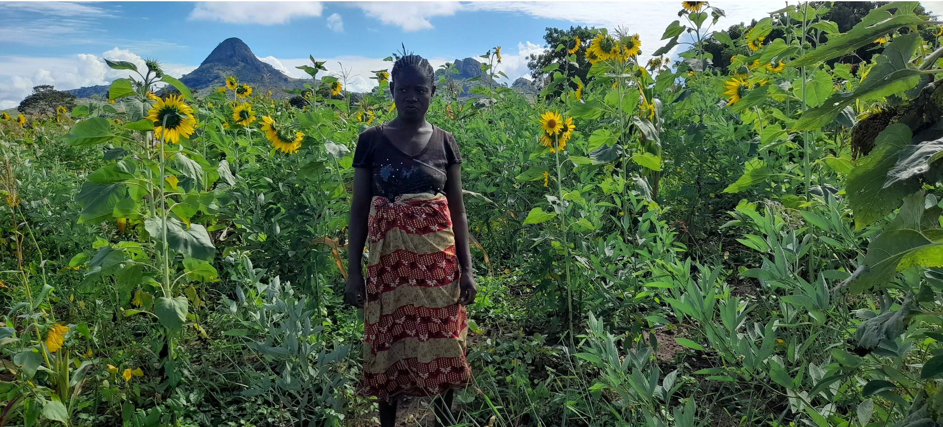 David Hughes on Twitter: "We have a @plantvillage Dream Team set up in Mozambique. Here are some ...