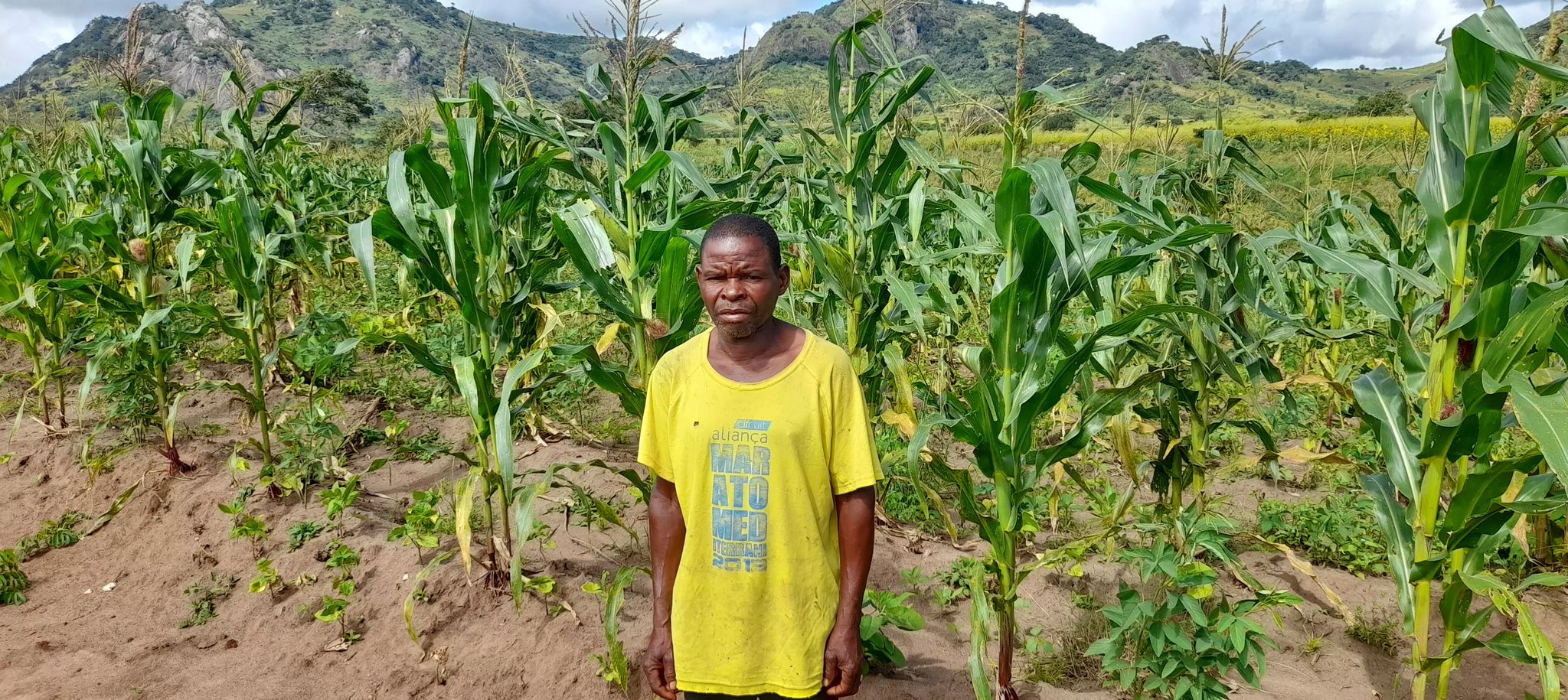 David Hughes on Twitter: "We have a @plantvillage Dream Team set up in Mozambique. Here are some ...