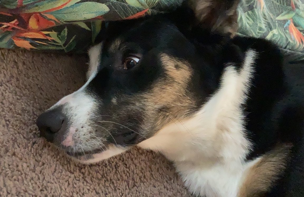 「dog having an existential crisis 」|maddy 💛🧡🍑のイラスト