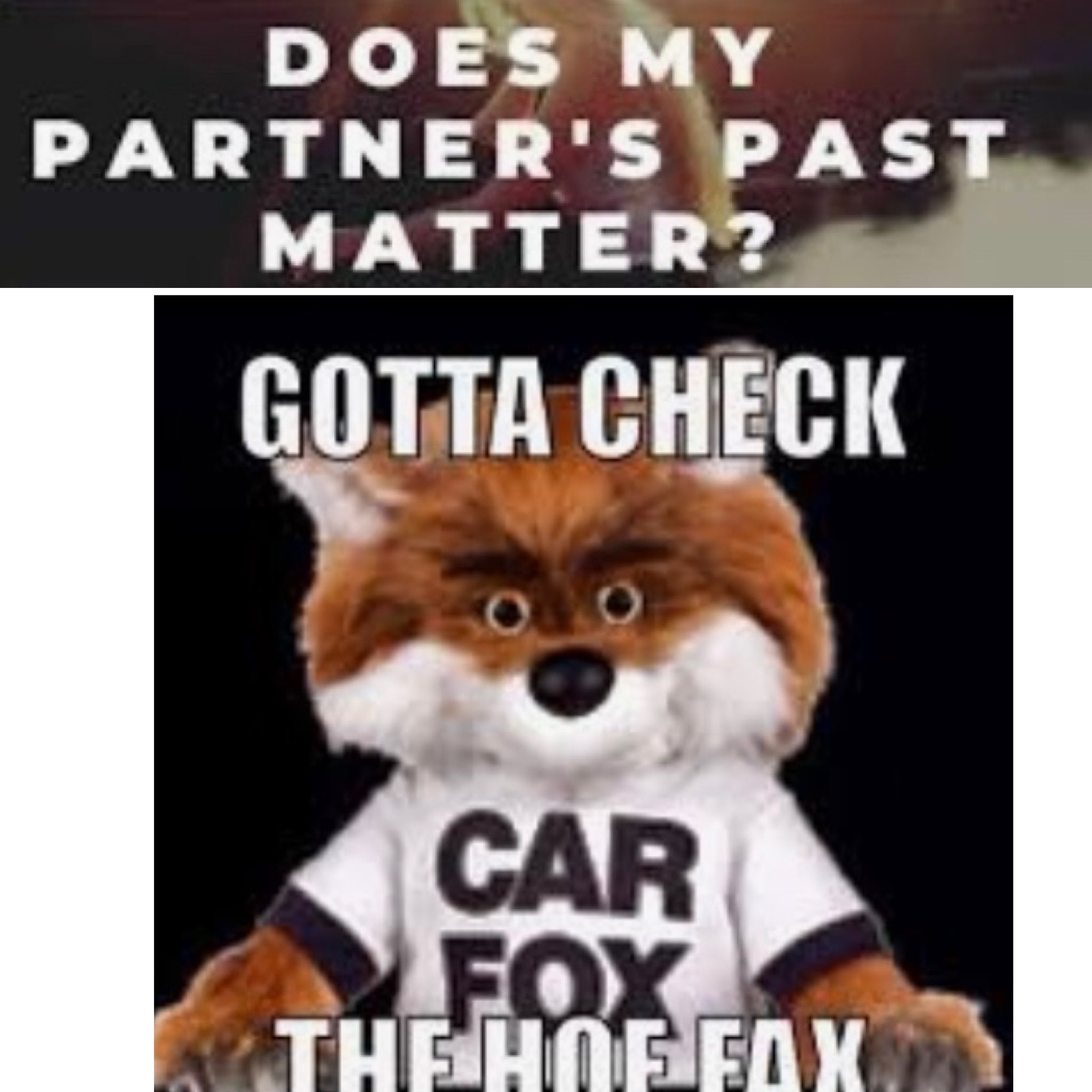 Car Fox Memes