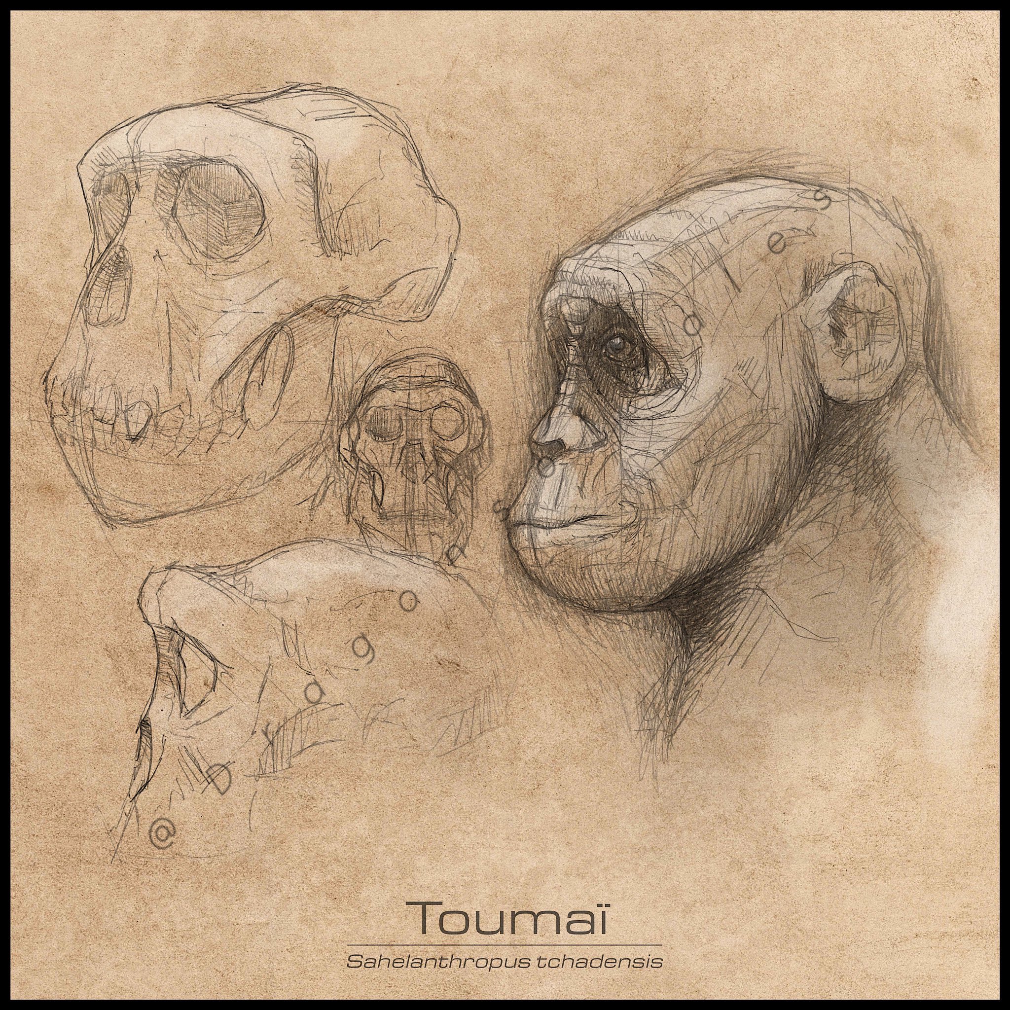 Sahelanthropus Tchadensis