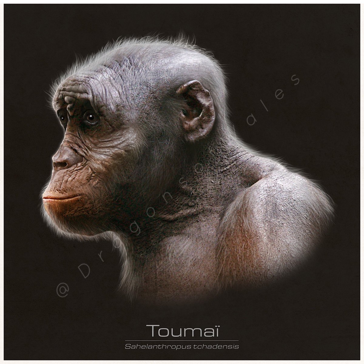 Sahelanthropus Tchadensis Reconstruction