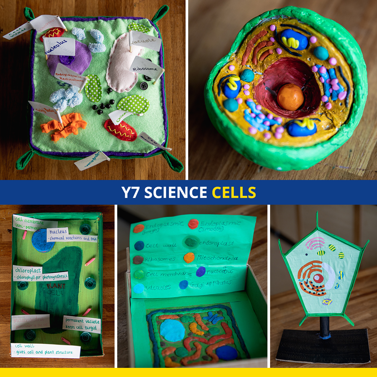 Creative 3d Cell Model Ideas