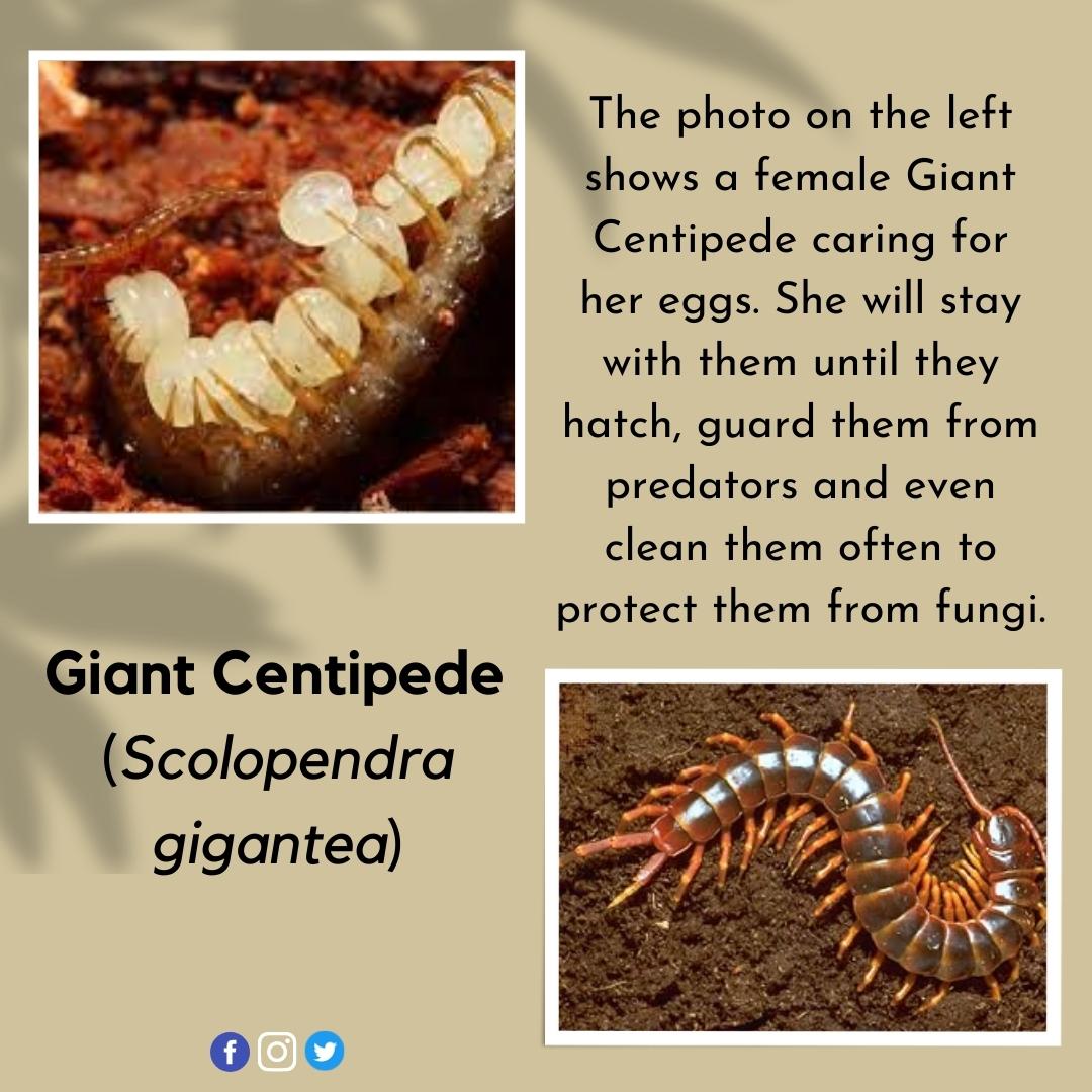Scolopendra Gigantea Peruvian Giant Yellow-Leg Centipede Label ...
