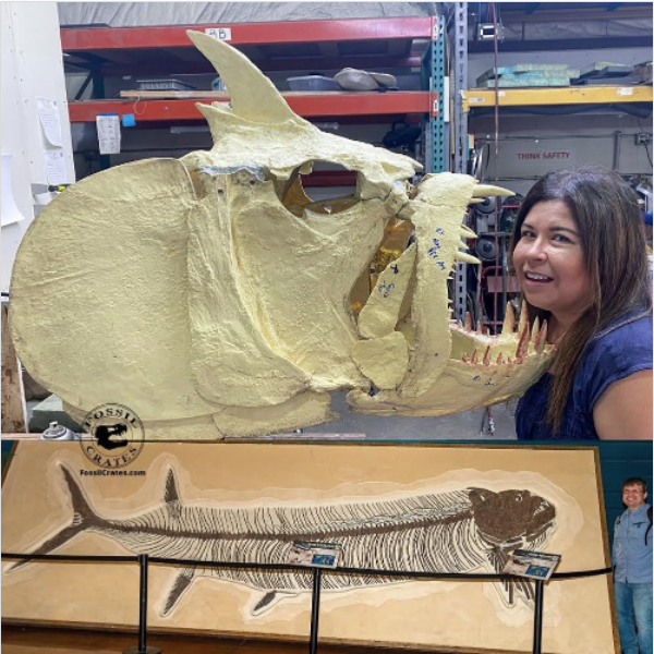 Xiphactinus Skeleton