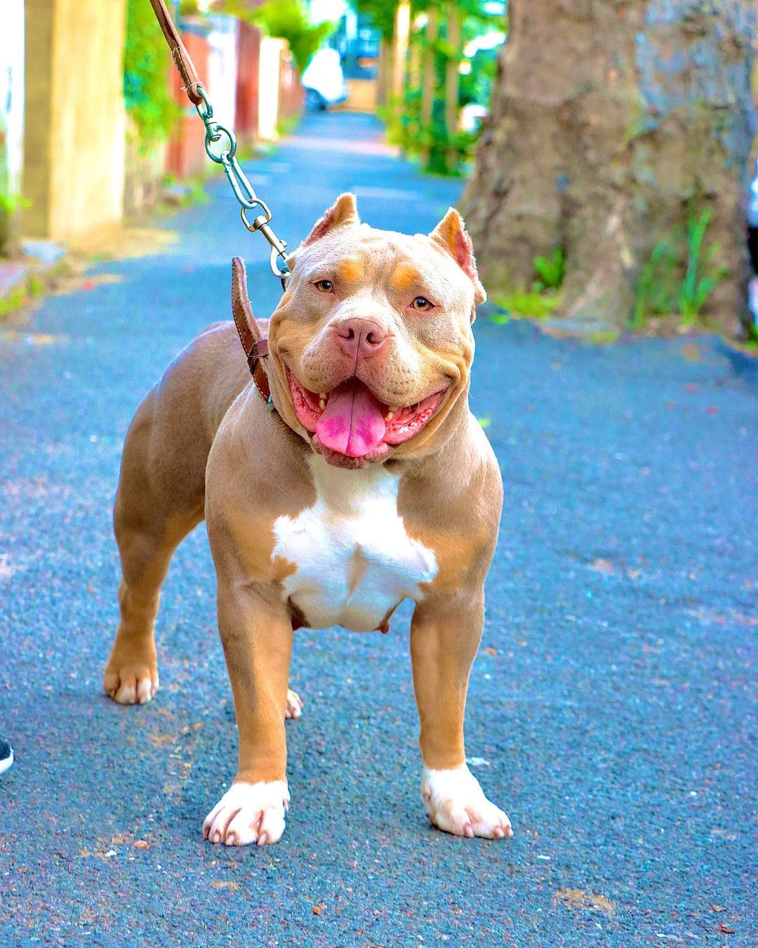 What Is A Gator Mouth Pitbull