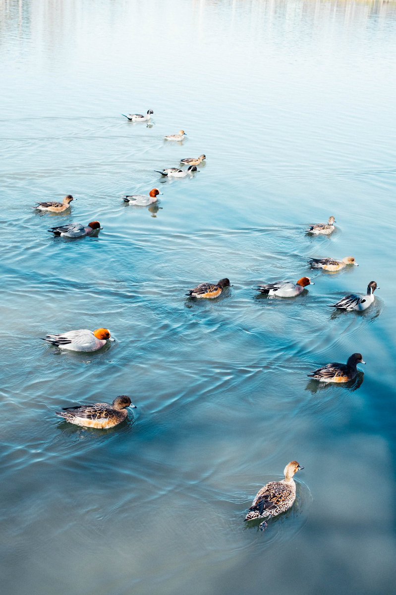 Ken Tanahashiさんの人気ツイート（古い順） - ついふぁん！
