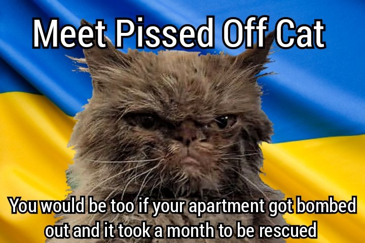 Pissed Off Cat Meme