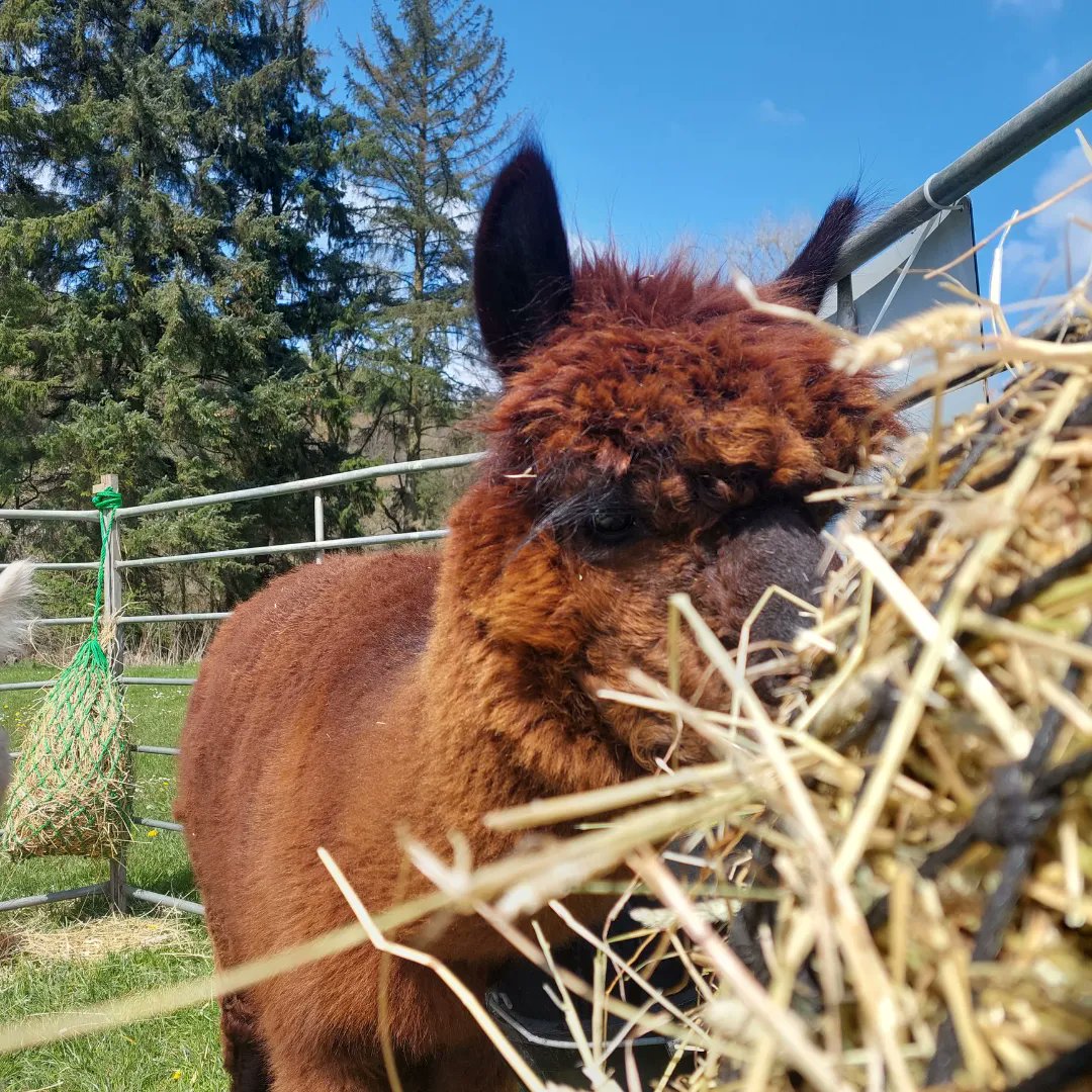 Alpaca Eyelashes