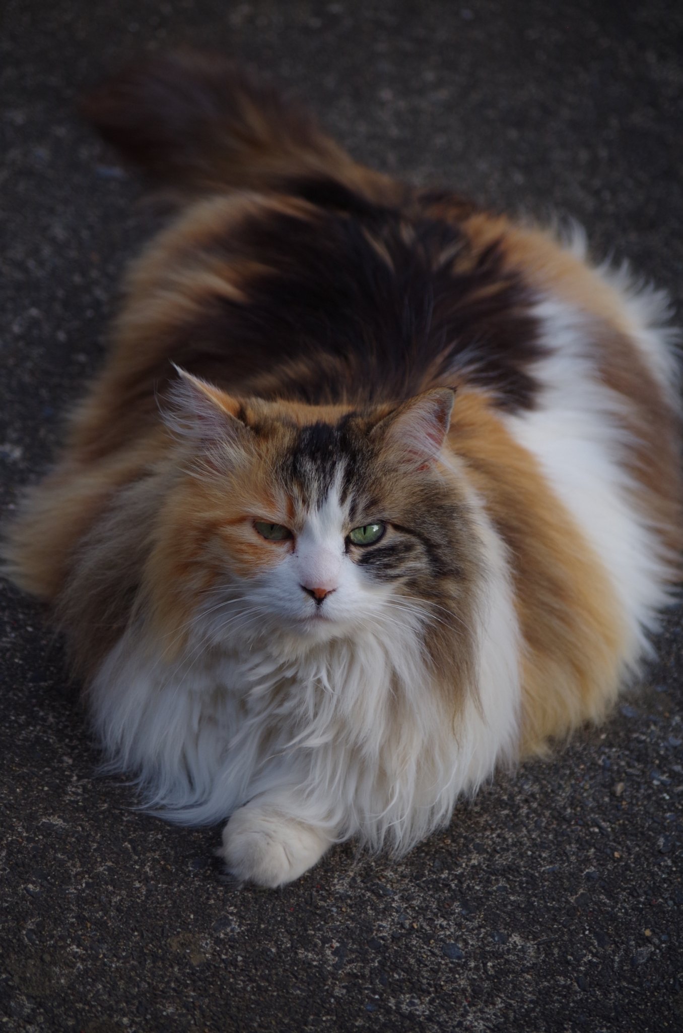 しまこ (@nekopannti_kuu) / Twitter