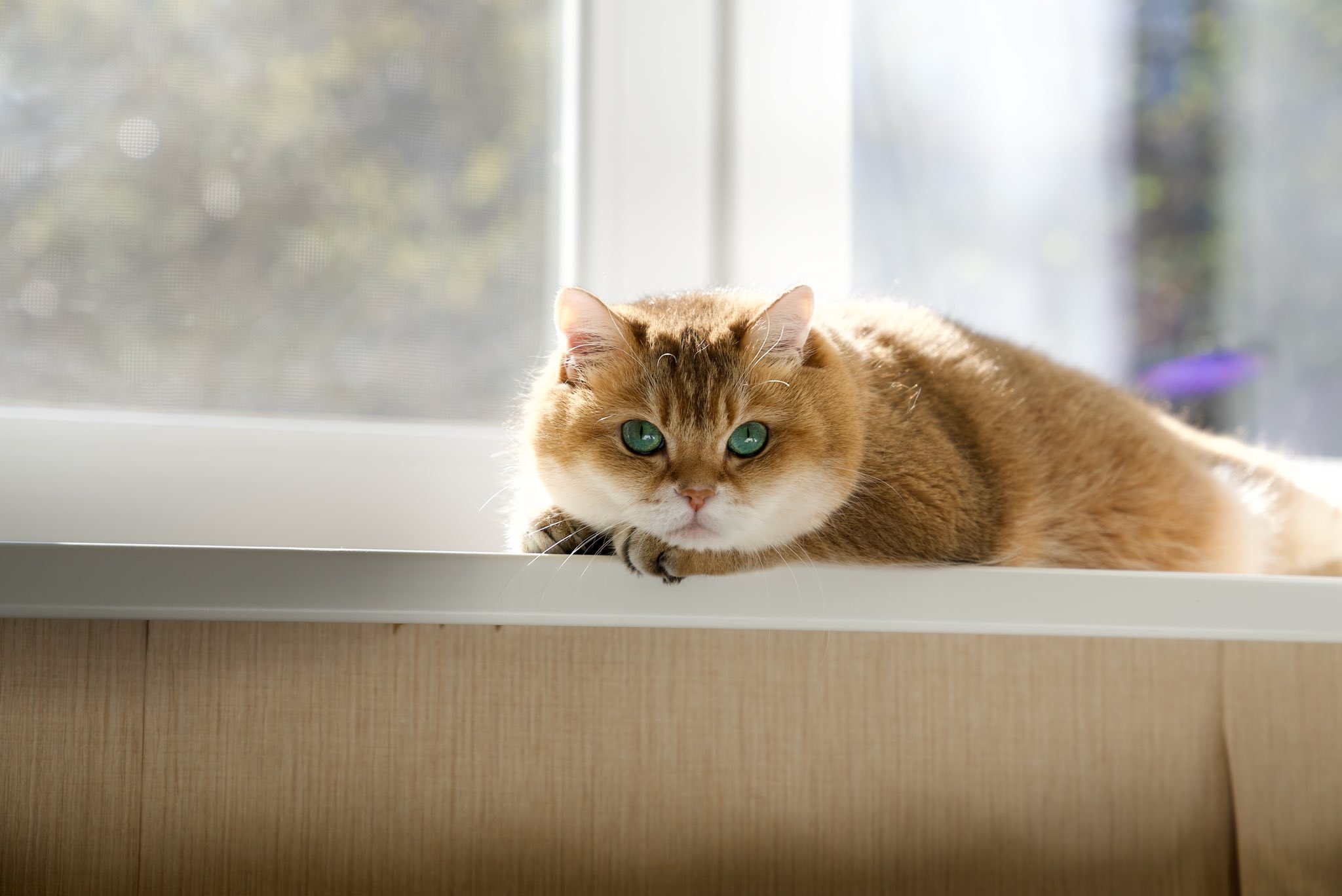 Maru The Cat Wallpaper