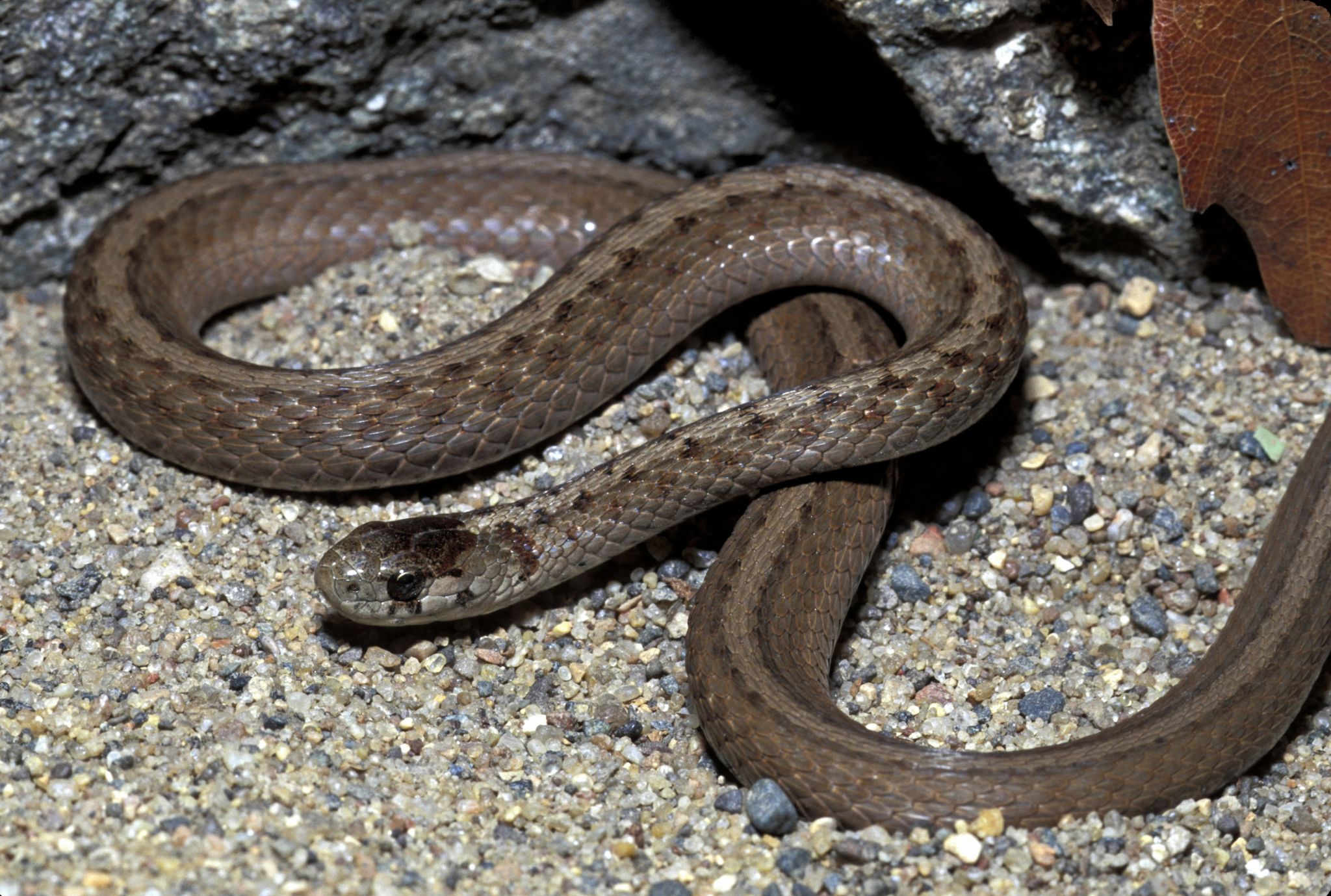 Texas Snakes With Stripes And Snake