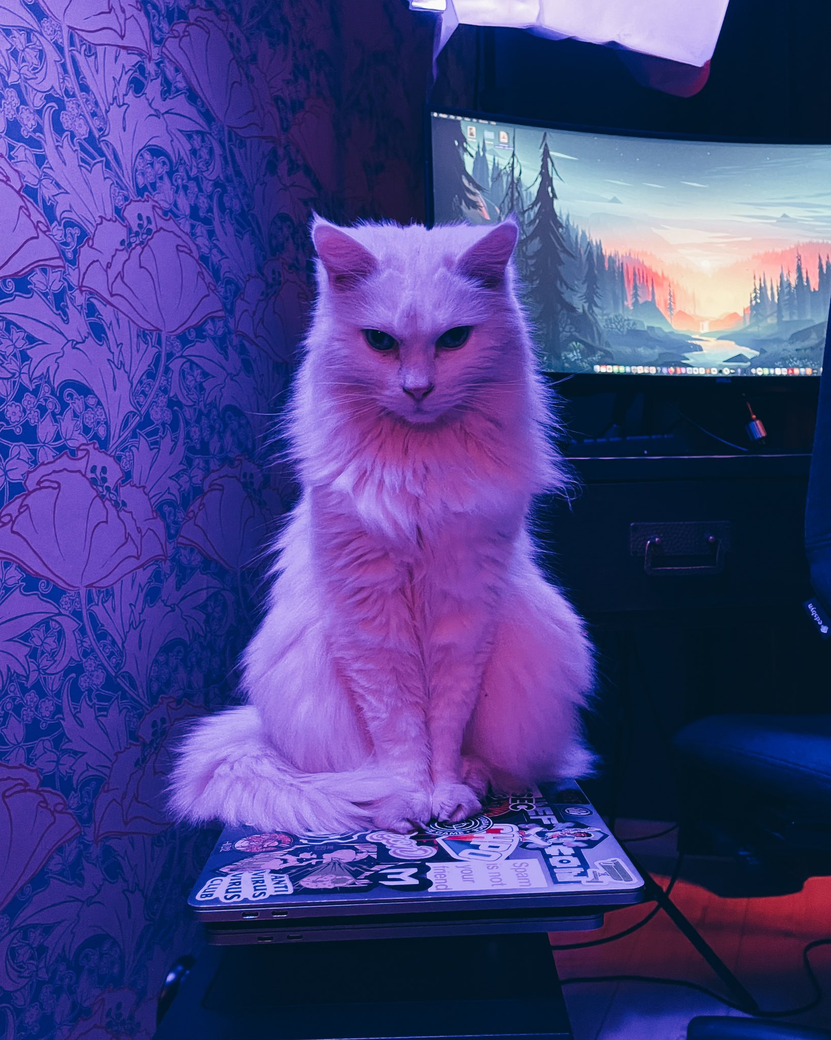 Cute Tumblr Cat Background