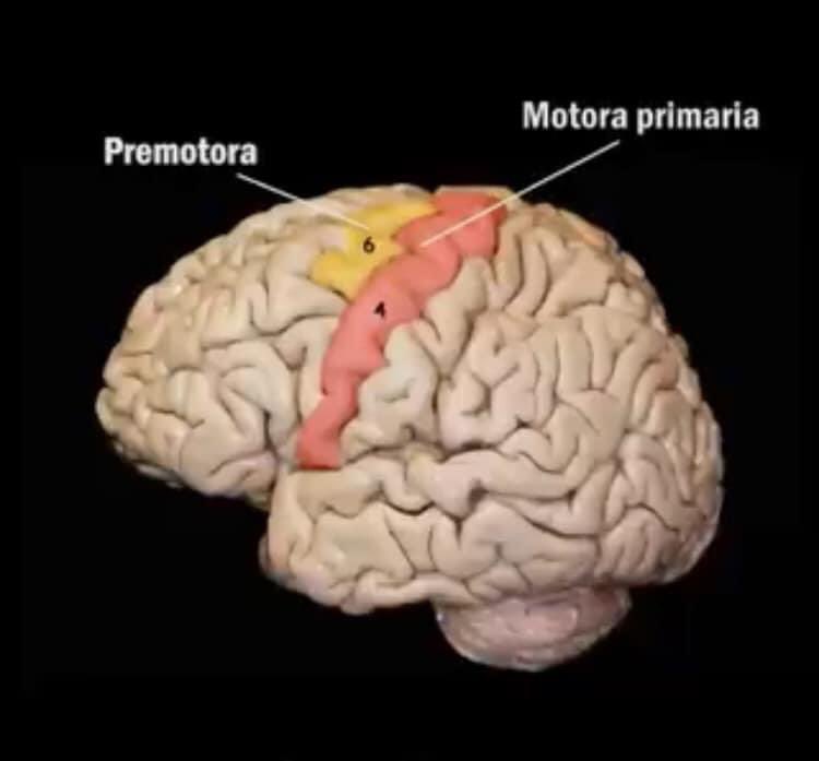 Corteza Premotora