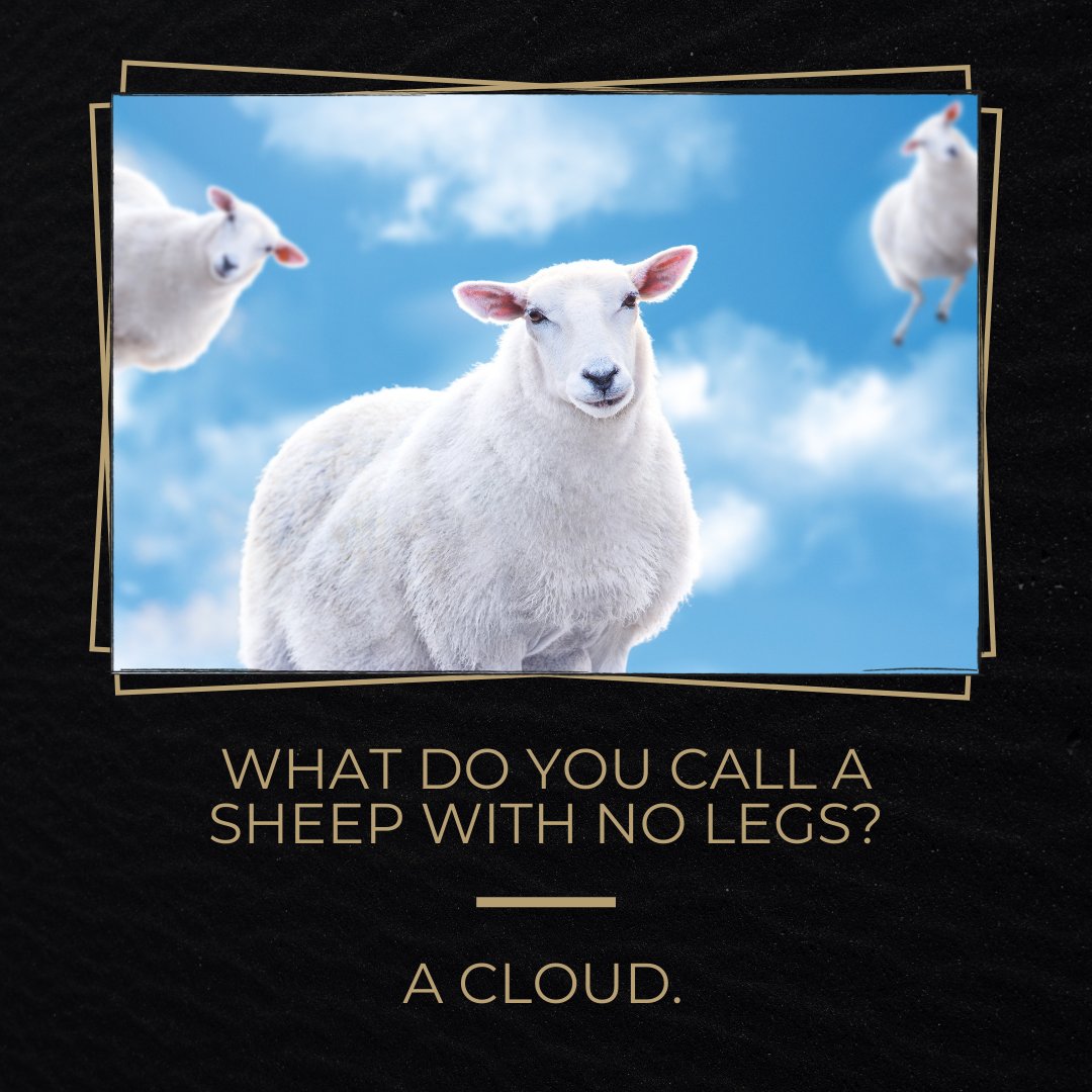 Funny Sheep Jokes
