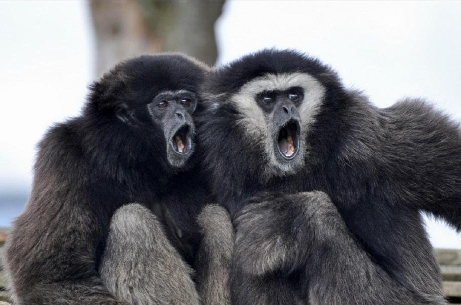 Mentally Retarded Monkey