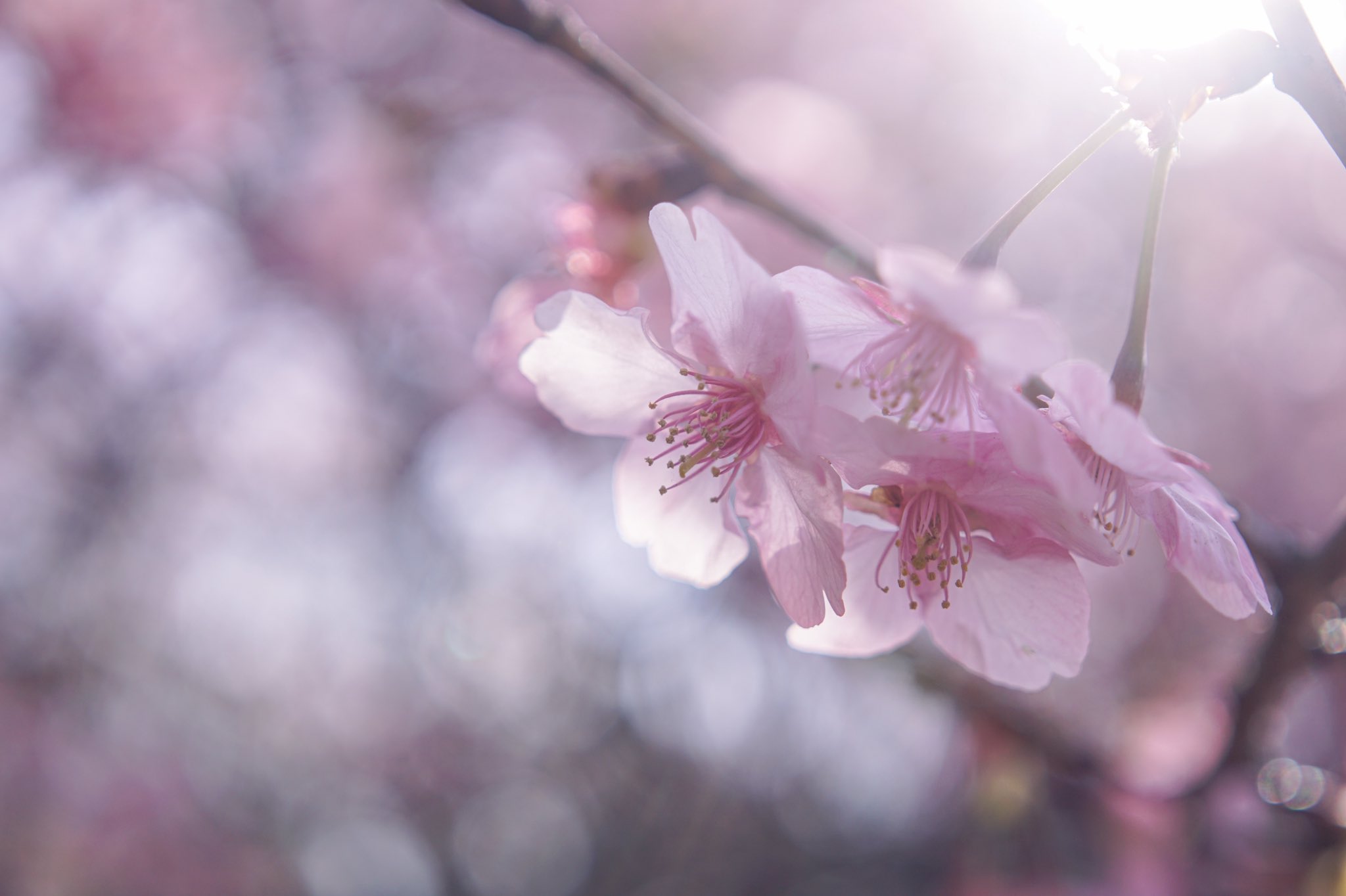 Taichi on Twitter: "I love the transience of cherry blossoms. 🌸 March 11th, 2022 #α5100 https ...