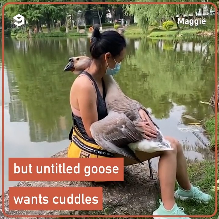 9GAG ️ Memeland on Twitter: "kiss from an untitled goose. https://t.co/FyFRvVwxMM" / Twitter