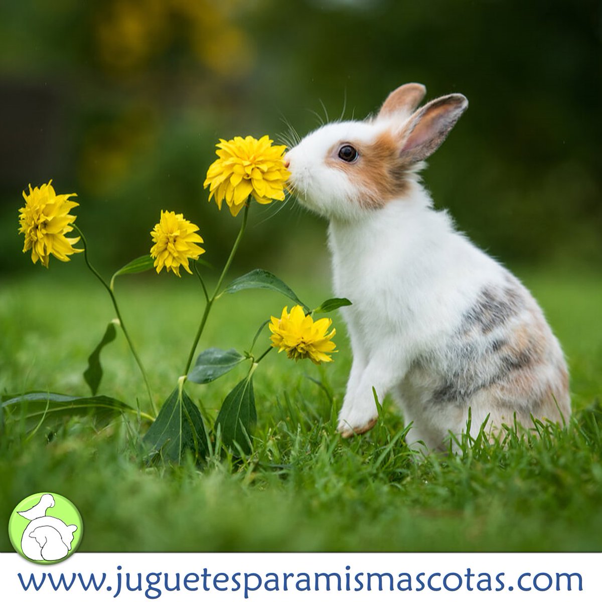 Naturaleza Primavera Animal Conejo