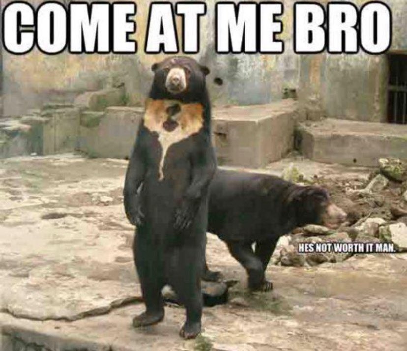 Funny Black Bear Meme