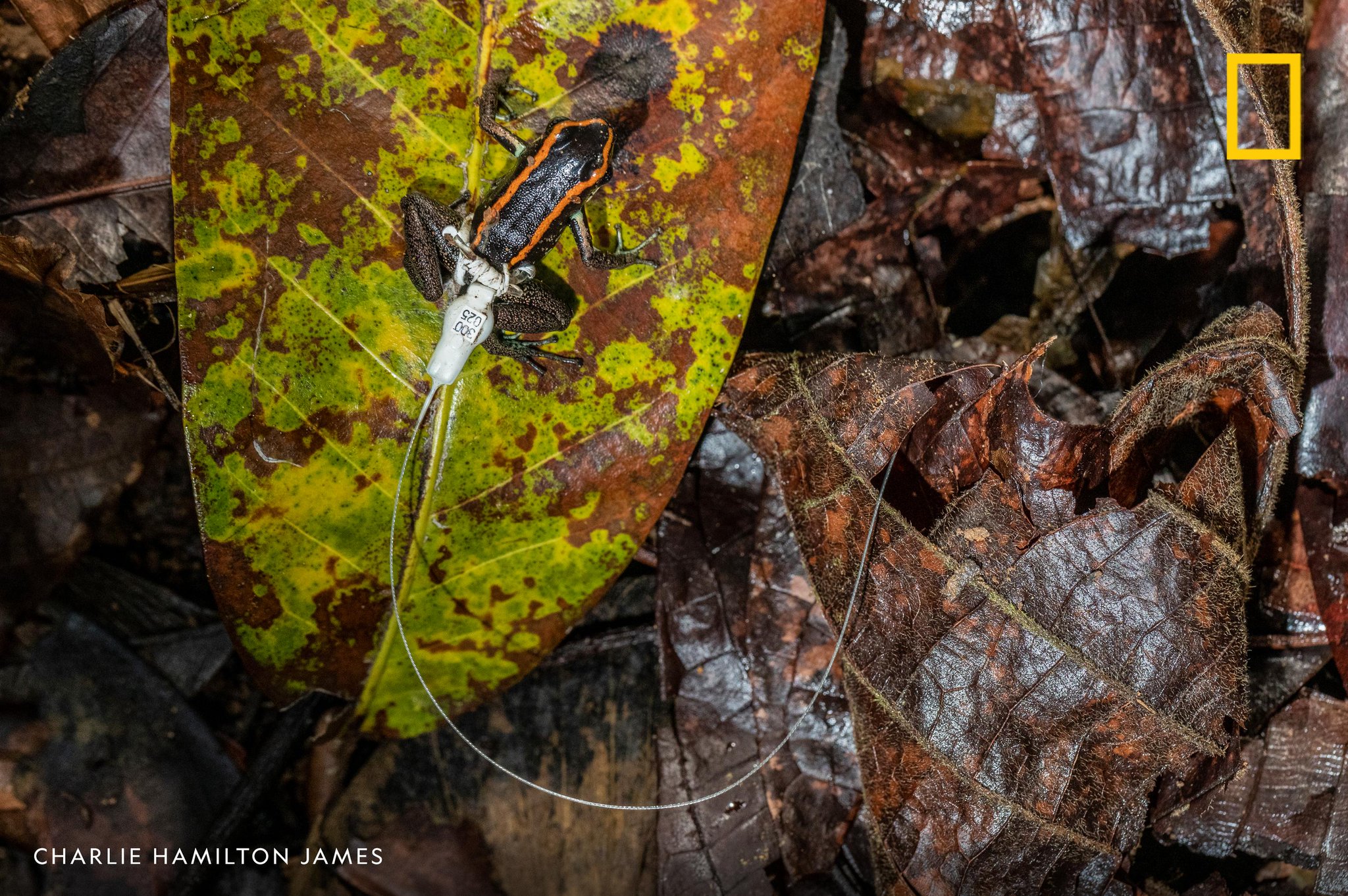 National Geographic on Twitter: "A tagged Golfodulcean poison frog sits ...