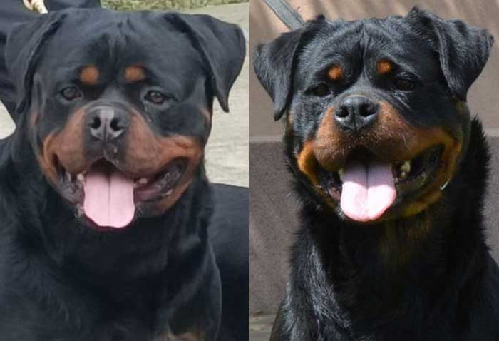 What Is A King Rottweiler