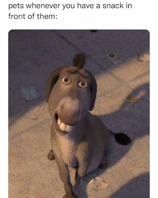 Puppy Dog Eyes Meme