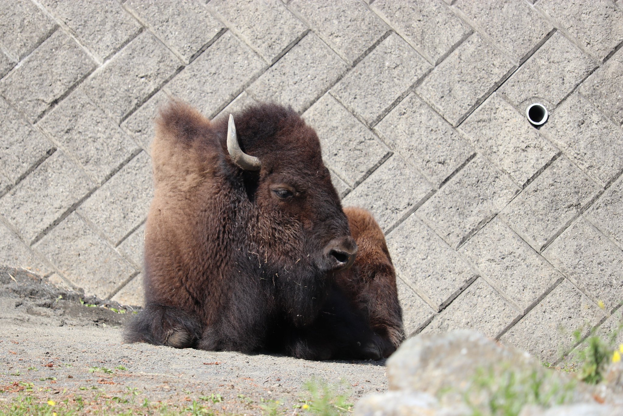静岡市立日本平動物園 on Twitter: "2022.4.25 ＃アメリカバイソンの飼育日誌 を更新しました。 ラテ(♀)上野動物園へ出園する。ラテこれからも可愛がってもらいなね ...